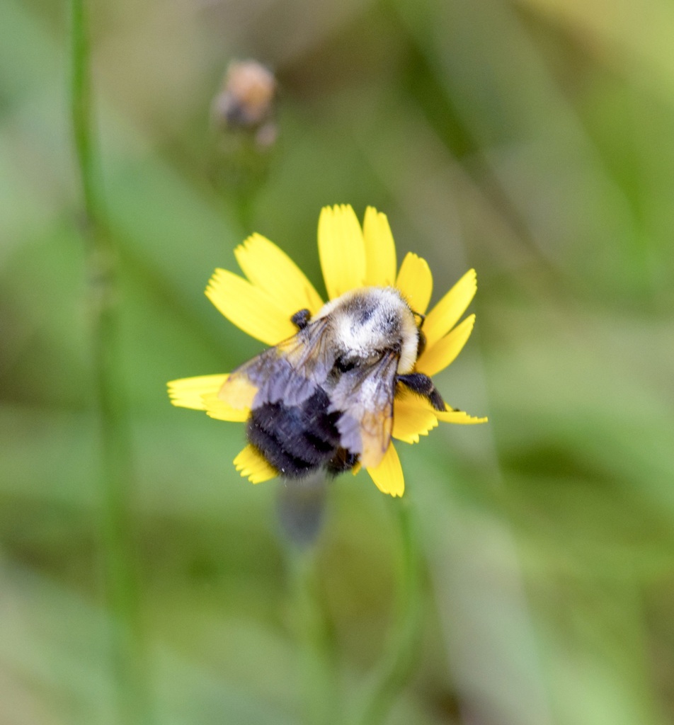 Common Eastern Bumble Bee from Chittenden County, VT, USA on October 25 ...