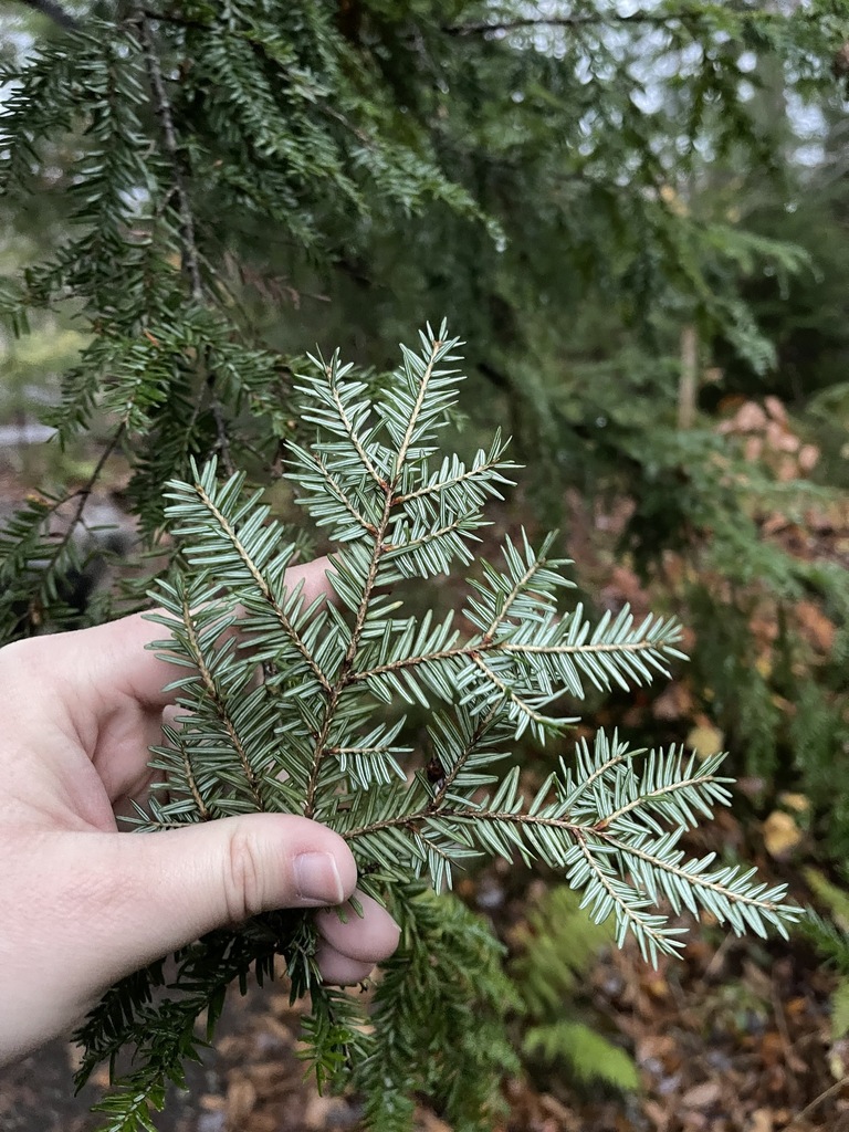 eastern hemlock from Sydney, NS, Canada on November 1, 2023 at 05:32 PM ...