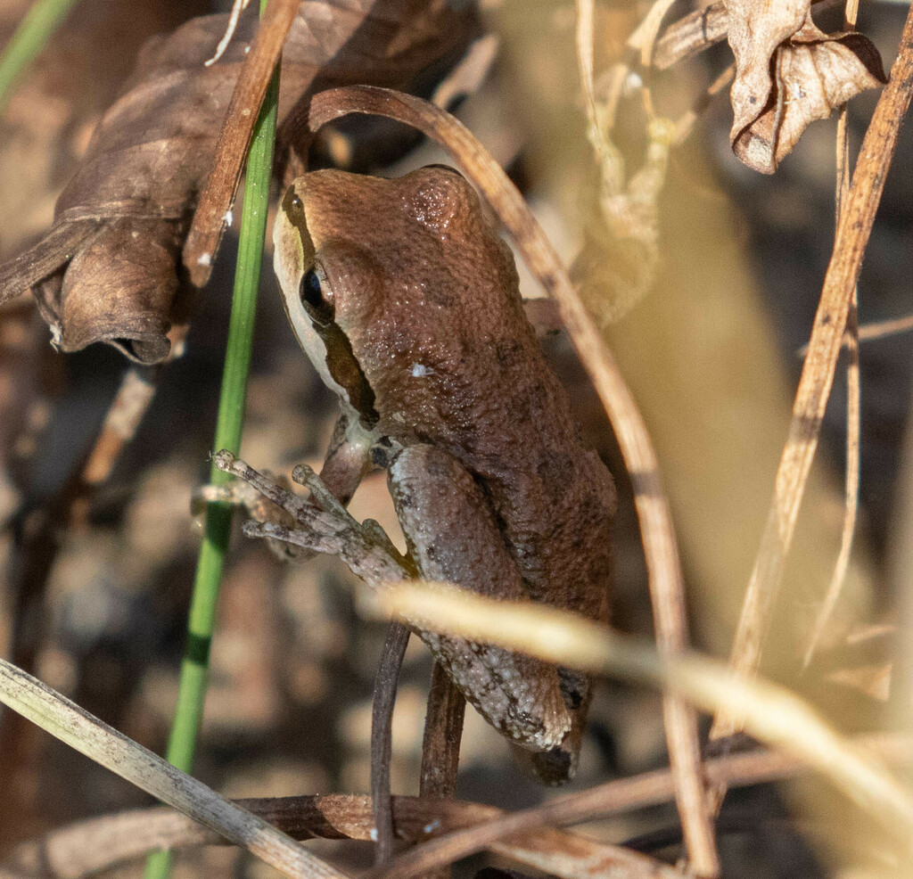 Sierran Tree Frog from Contra Costa County, CA, USA on November 1, 2023 ...