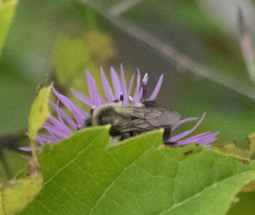 Common Eastern Bumble Bee from Colchester, VT 05446, USA on August 29 ...