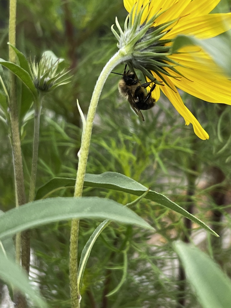 Common Eastern Bumble Bee from Long Island, New York, NY, US on October ...