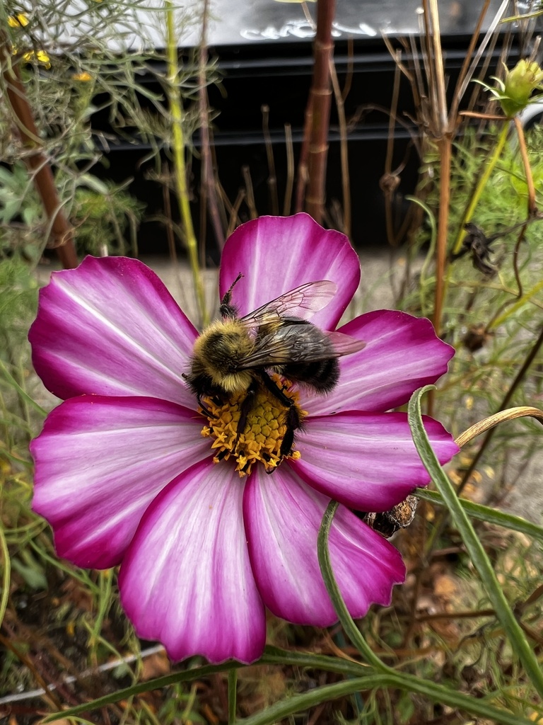 Common Eastern Bumble Bee from Long Island, New York, NY, US on October ...