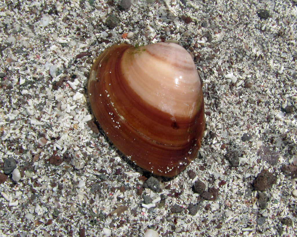 Chocolate Clam from Sea of Cortez Gulf of California near La Paz on ...