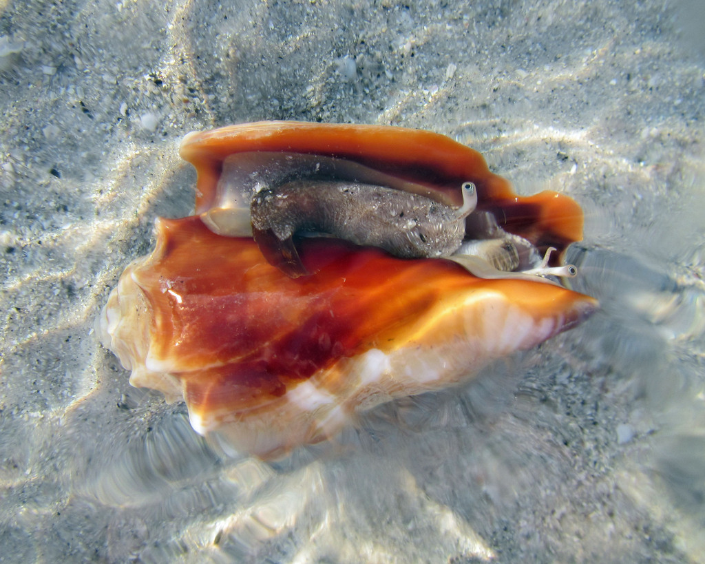 Florida Fighting Conch from Sanibel Island beaches, FL, USA on March 20 ...