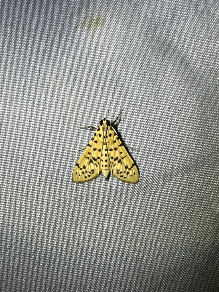 Yellow Peach Moth in October 2023 by Nakatada Wachi · iNaturalist