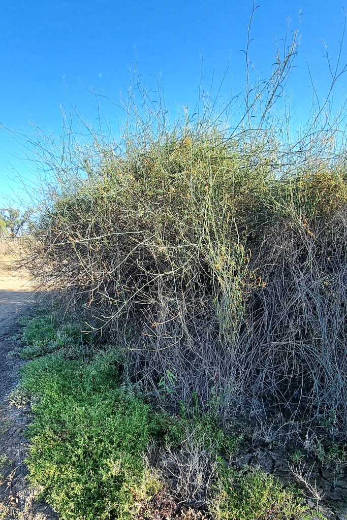 Tangled Lignum from Berri SA 5343, Australia on October 6, 2023 at 08: ...