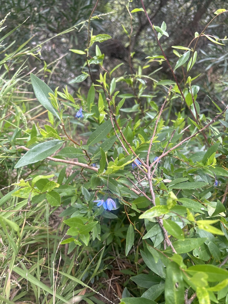 Australian Bluebell from Mount Erin College, Frankston South, VIC, AU ...