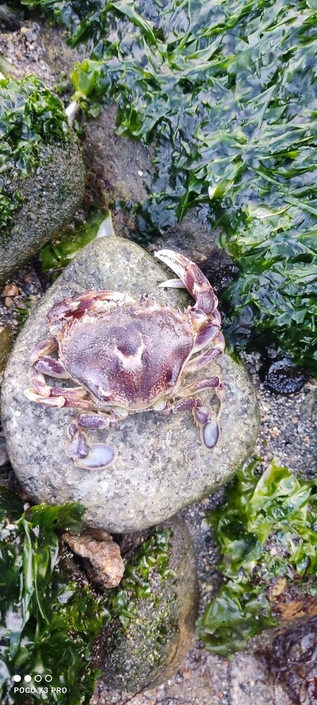 Rowing Crab from Chile on November 1, 2023 at 07:35 PM by martin_cone ...