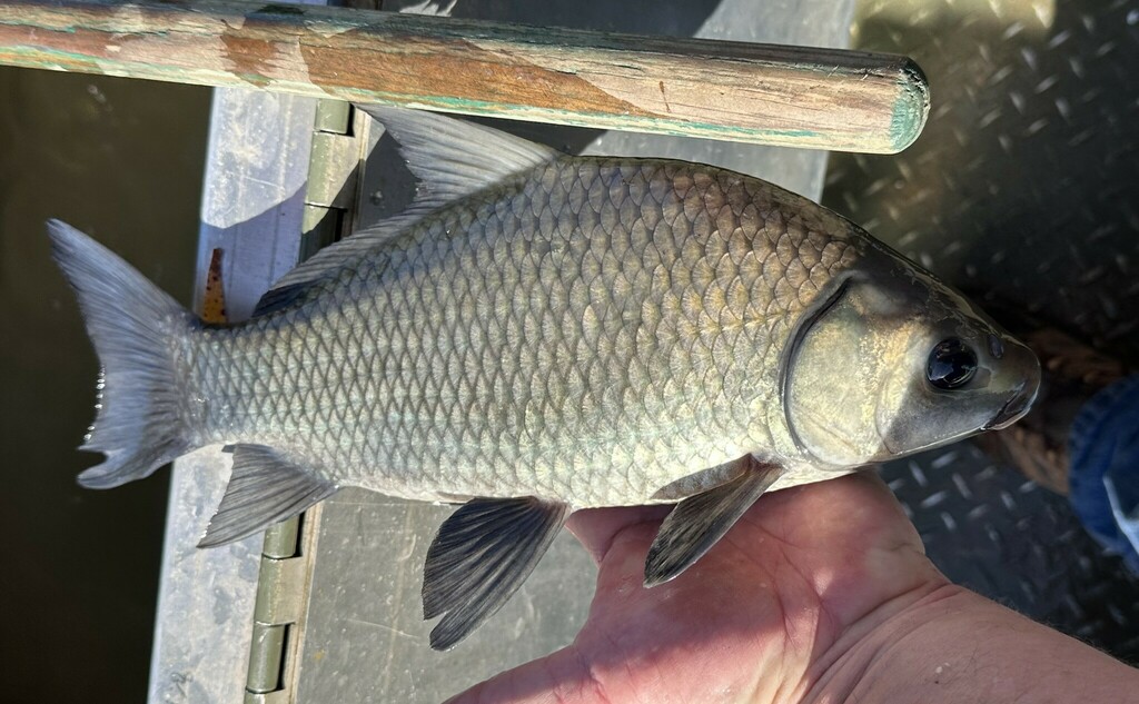 Smallmouth Buffalo from Alabama River, US Hwy 84, Monroe County, AL ...