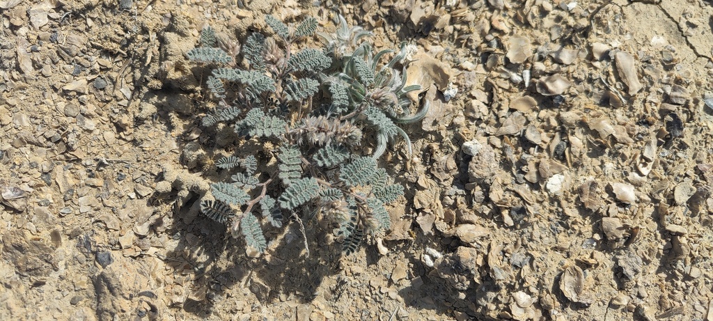 soft prairie clover from San Diego County, CA, USA on November 1, 2023 ...