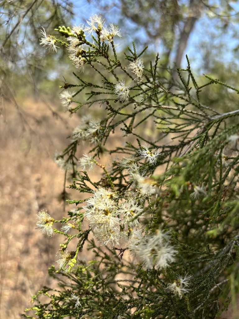Melaleuca thyoides from La Spina Rd, Mareeba, QLD, AU on November 2 ...