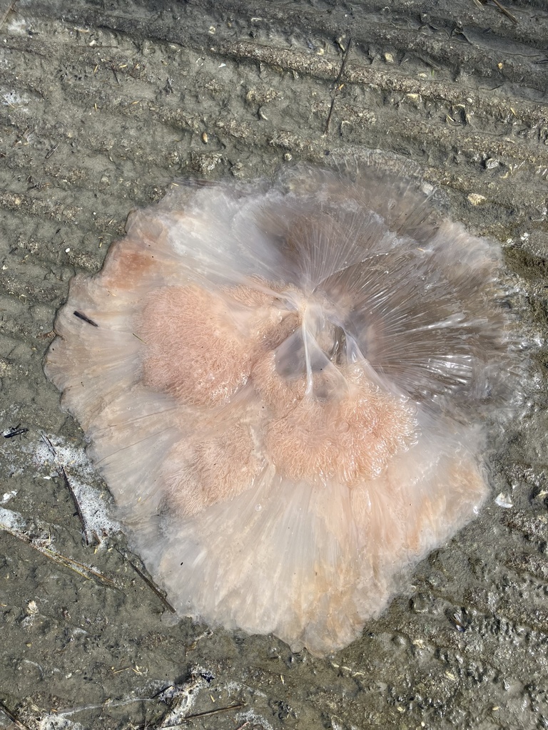 Pink Meanie from North Atlantic Ocean, Morehead City, NC, US on October ...