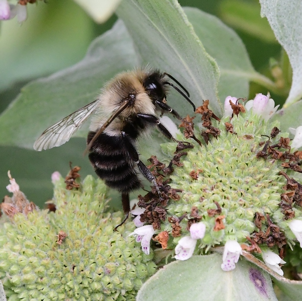 Common Eastern Bumble Bee in October 2023 by roamingthewoods · iNaturalist