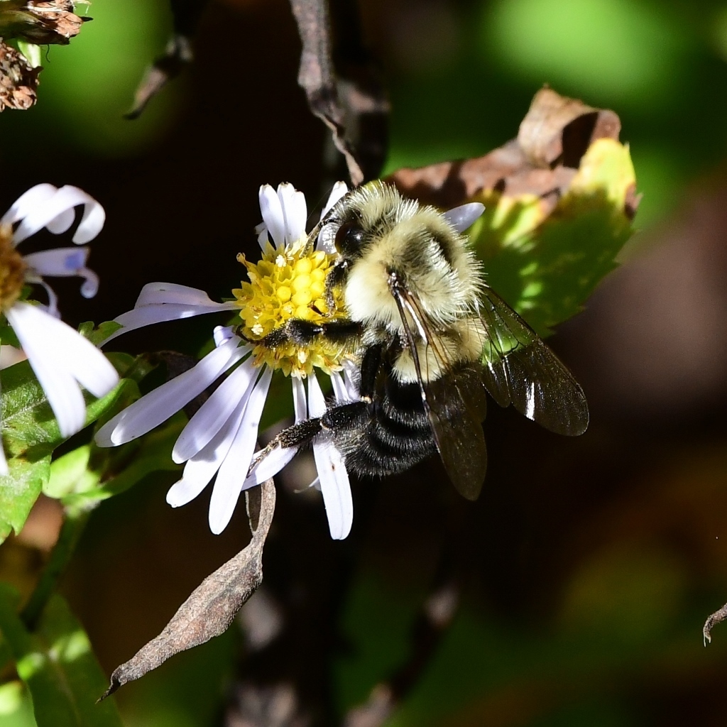 Common Eastern Bumble Bee in October 2023 by roamingthewoods · iNaturalist