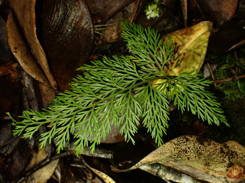 Helecho (Asplenium fragrans)