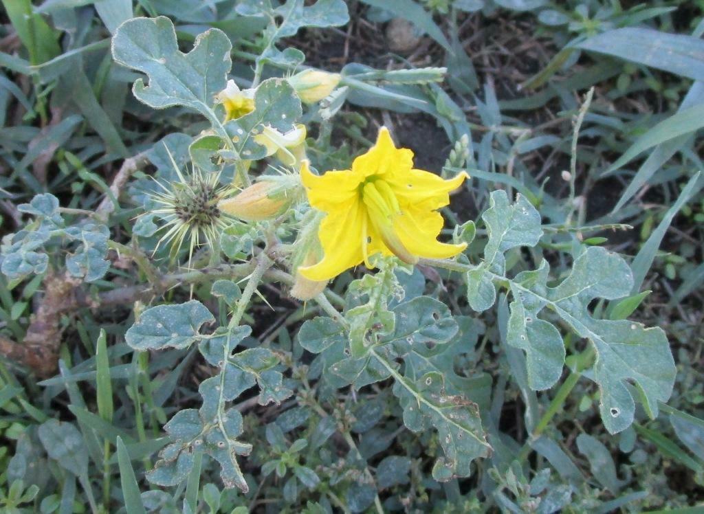 buffalo-bur from Pflugerville, TX, USA on November 1, 2023 at 03:48 PM ...