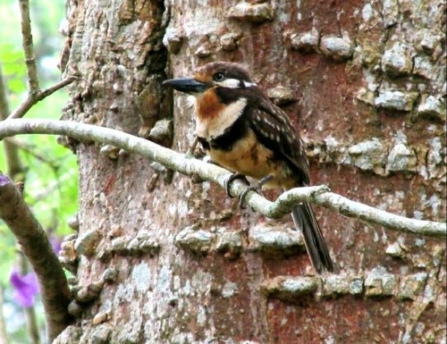 Subspecies Hypnelus ruficollis ruficollis · iNaturalist