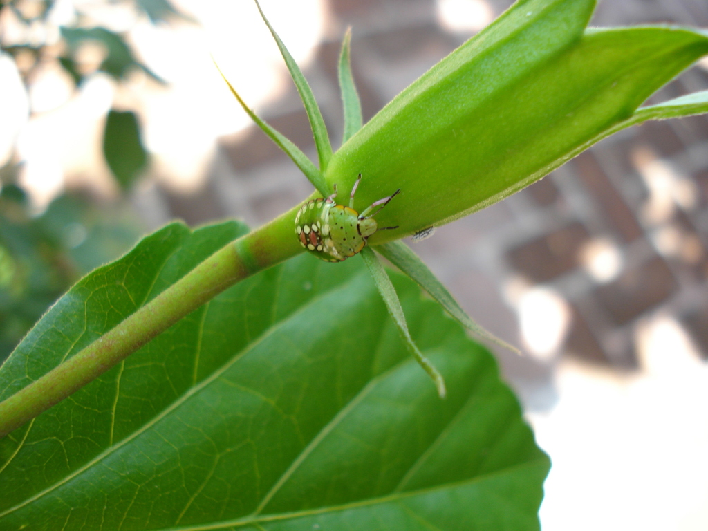 Southern Green Stink Bug from 75000 Mercedes, Departamento de Soriano ...