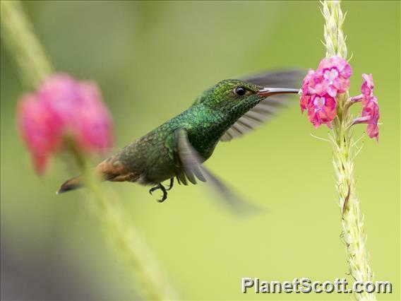 Colibrí Cola Canela (AVES OBSERVADAS EN COCORNÁ ANTIOQUIA) · iNaturalist