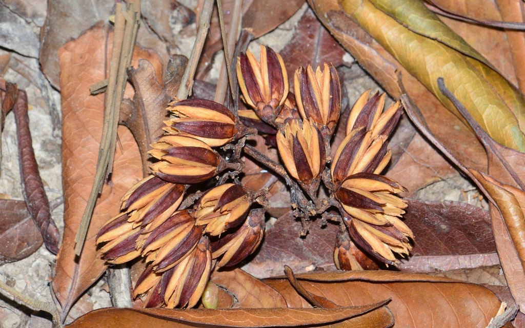nian mu family (Ixonanthaceae) - Botanical Realm
