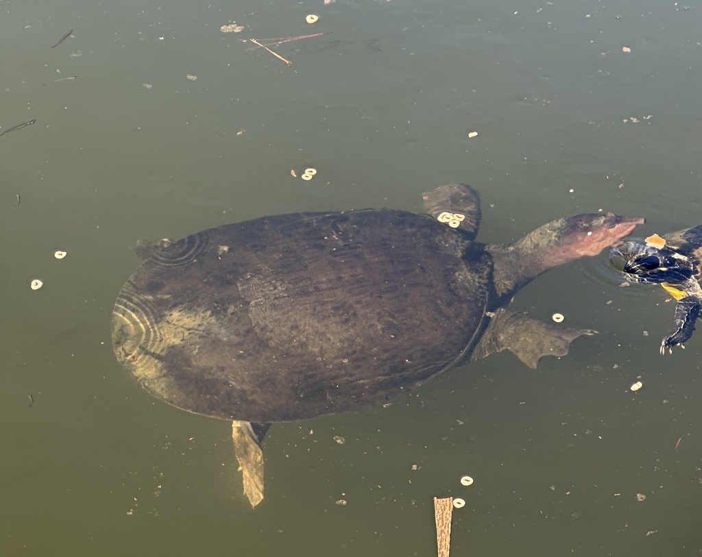 Florida Softshell Turtle in October 2023 by Eric Blomberg · iNaturalist