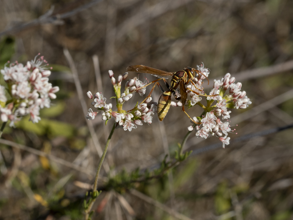 Hunter's Little Paper Wasp from Scripps Ranch, San Diego, CA, USA on ...