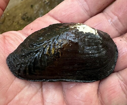 Alabama Pearlshell (Margaritifera marrianae) · iNaturalist