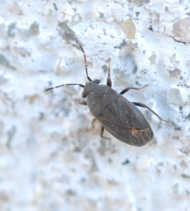 Stygnocoris fuligineus (Madeira True Bugs) · iNaturalist