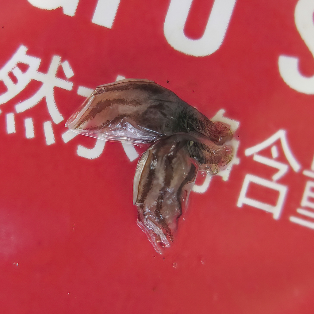 Striped Gooseneck Barnacle from Safety Beach, NSW 2456, Australia on ...