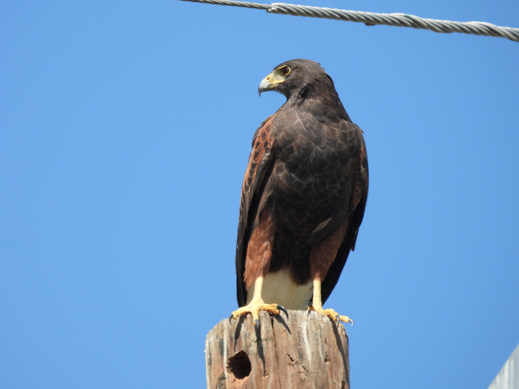 Harris's Hawk from Condado de Duval, Texas, EE. UU. on October 13, 2023 ...