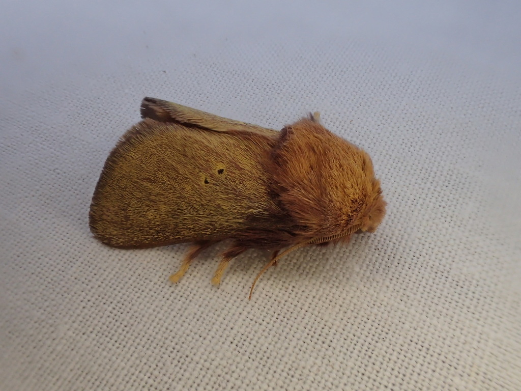Four-spotted Cup Moth from 30km E by N of Swan Reach, S. AUST on ...