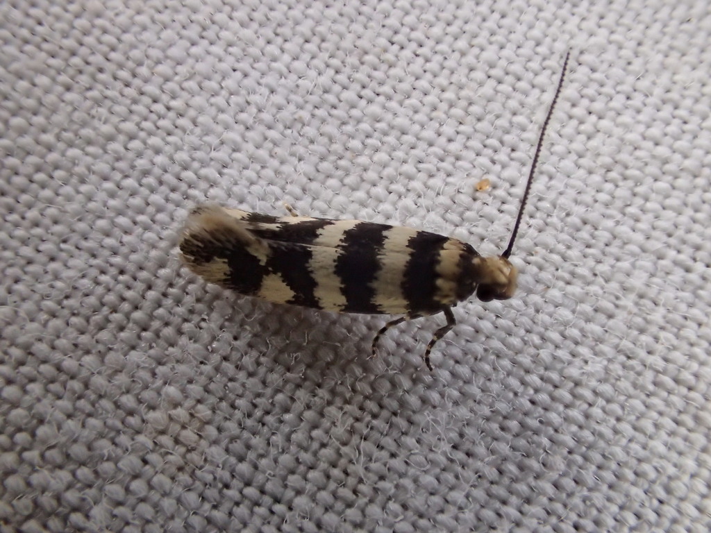Curved-horn Moths from 30km E by N of Swan Reach, S. AUST on November 1 ...