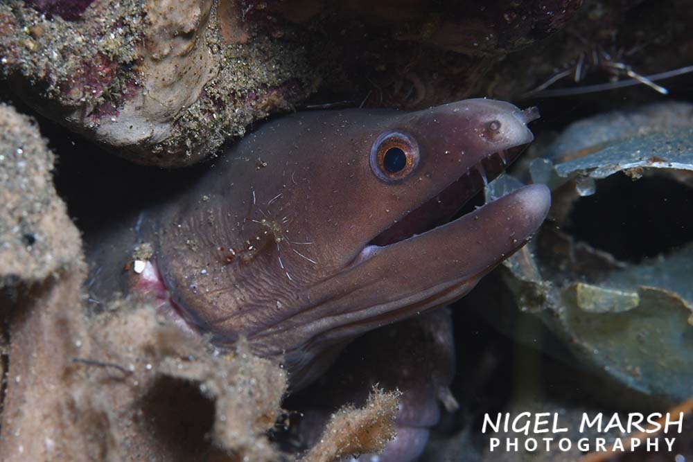 Common Morays from Ambon, ID-MA, ID on October 24, 2023 at 04:48 PM by ...
