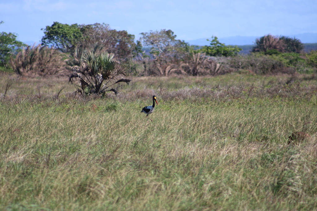 Saddle-billed Stork from Dukuduku, Mtubatuba, KZN, ZA on November 1 ...