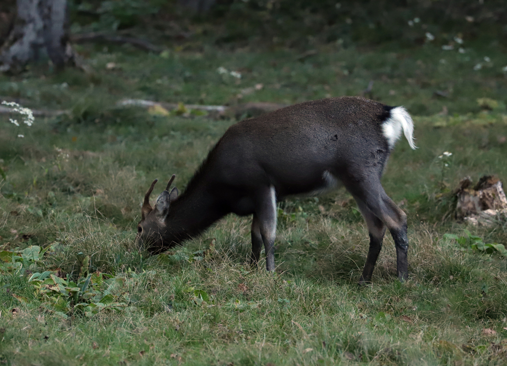 Sika Deer from Юмото, Никко, Тотиги 321-1662, Япония on October 14 ...