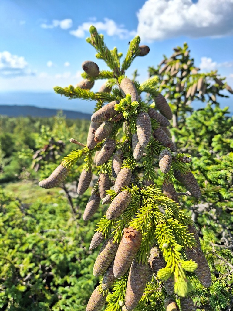 Siberian spruce (Picea obovata) - Botanical Realm