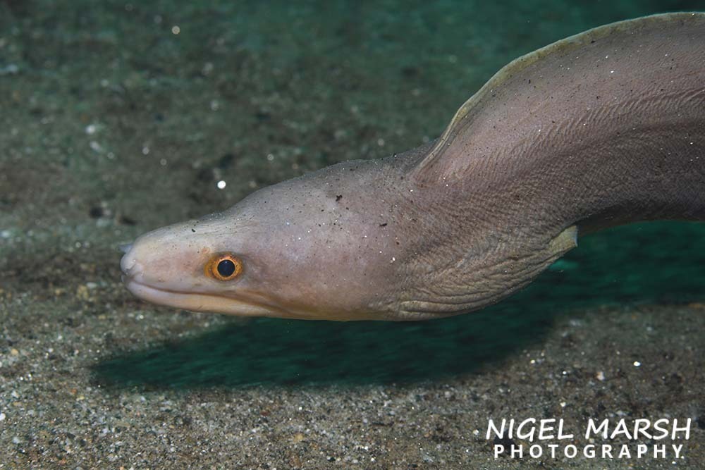 Common Morays from Ambon, ID-MA, ID on October 22, 2023 at 11:47 AM by ...