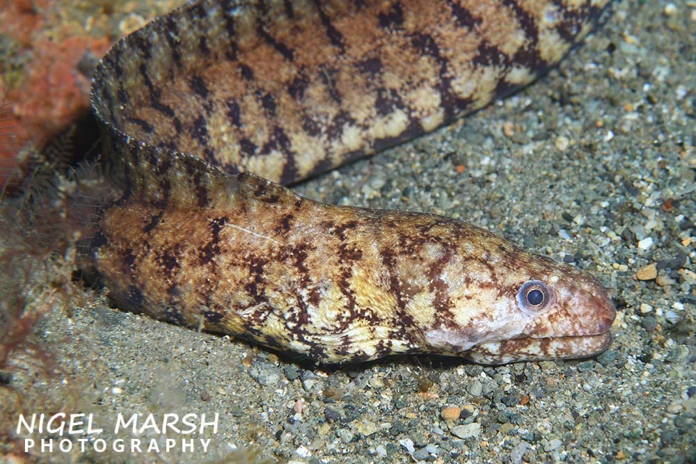 Common Morays from Ambon, ID-MA, ID on October 22, 2023 at 04:59 PM by ...