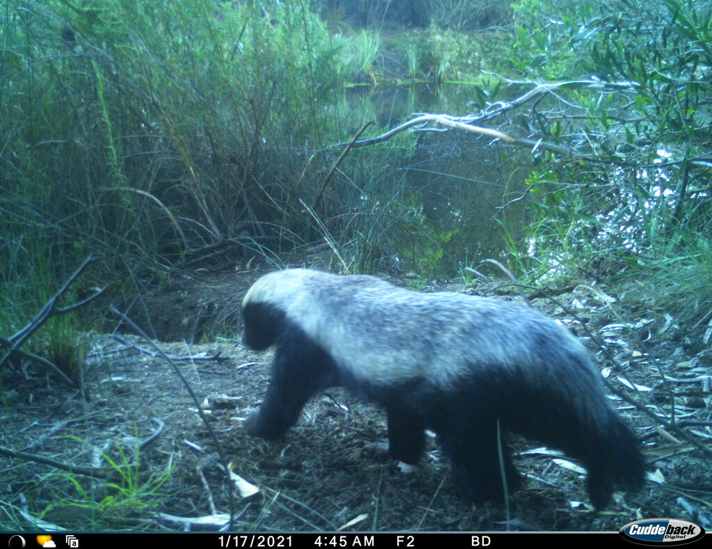 Ratel from Riverside, Overberg District Municipality, South Africa on ...
