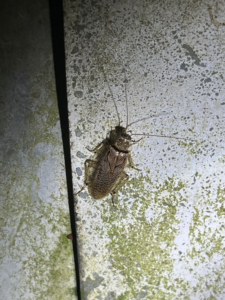 Small-spotted Cockroach in October 2023 by Nakatada Wachi · iNaturalist