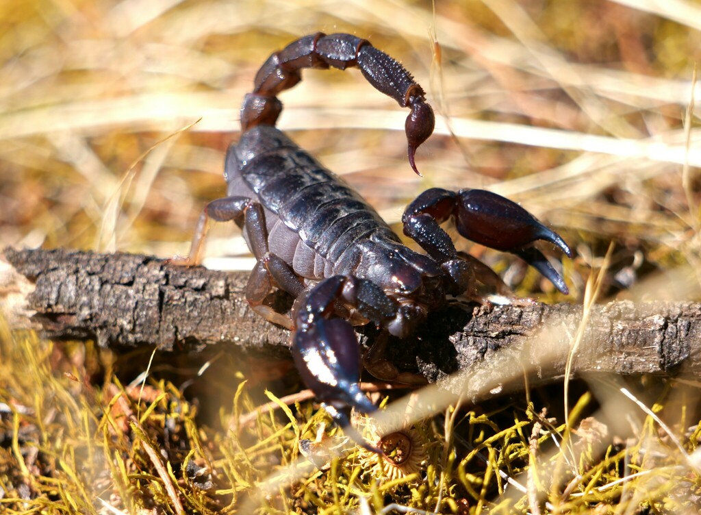 black rock scorpion from Belvidere SA 5255, Australia on November 1 ...