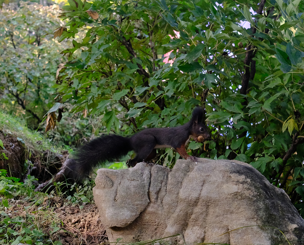 Eurasian Red Squirrel from 国家植物园, 北京市, CN on October 28, 2023 at 01:31 ...