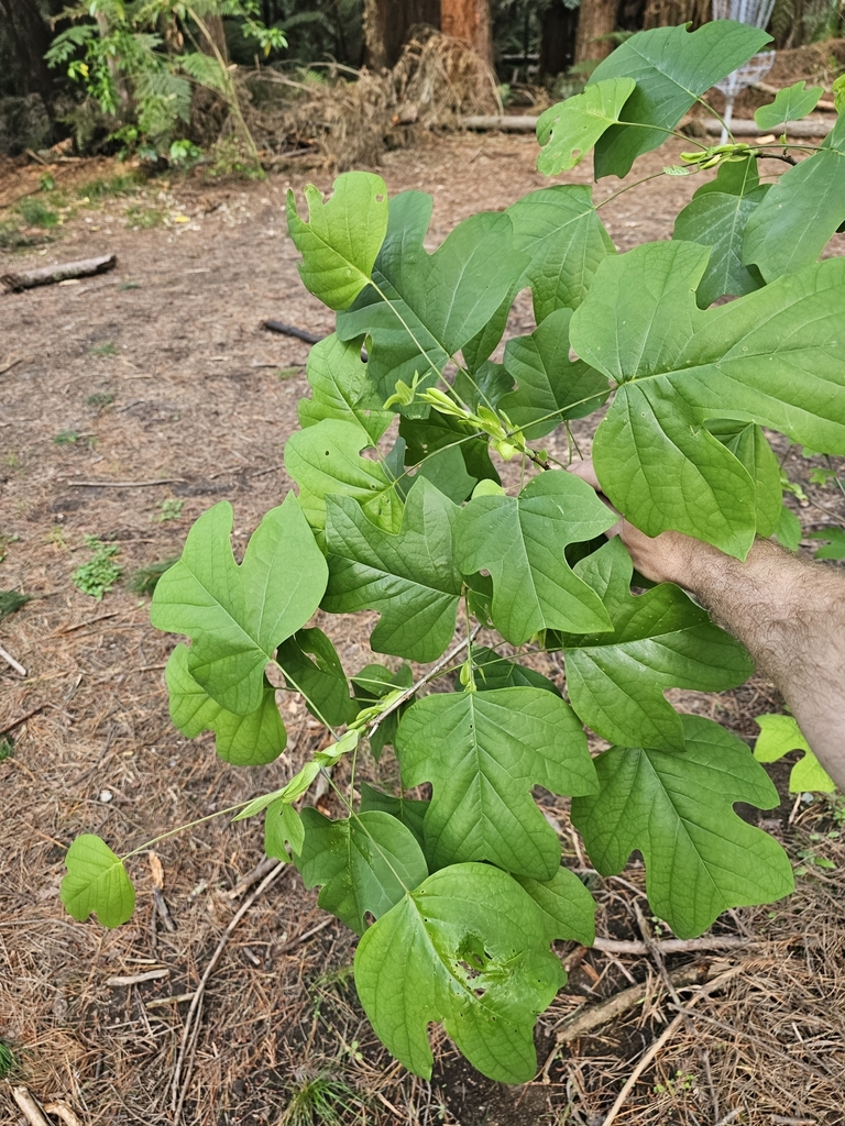 tulip tree from Rotorua 3010, New Zealand on November 2, 2023 at 06:35 ...