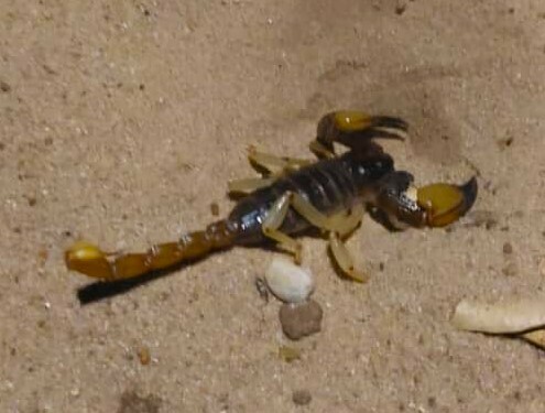 Robust Burrowing Scorpion from Sapi, Hurungwe, Zimbabwe on November 1 ...