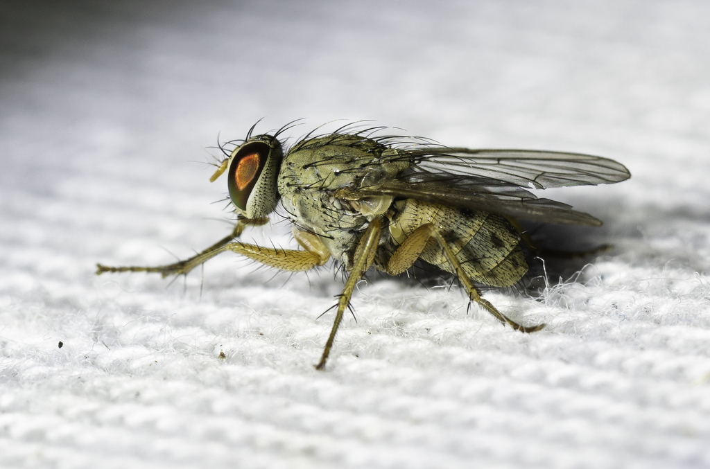 Pygophora in October 2023 by Jacob Crisp · iNaturalist