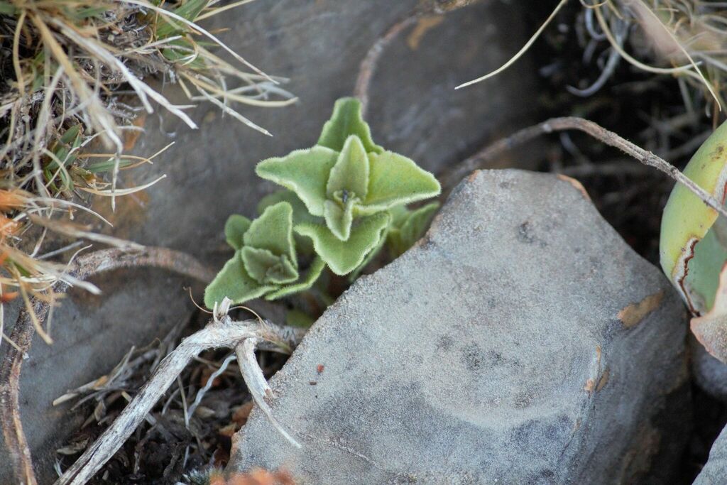 Spike Spurflower from Carletonville, 2499, South Africa on November 1 ...