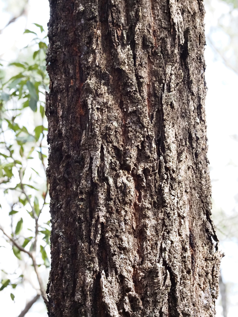 Northern Grey Ironbark from Nerang Forest Reserve QLD, Australia on ...