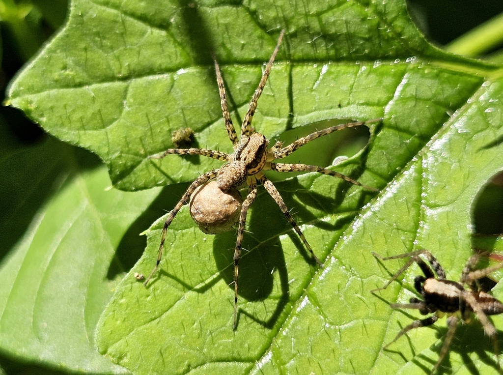 Leopard Spider from Huai Sai, San Kamphaeng District, Chiang Mai ...