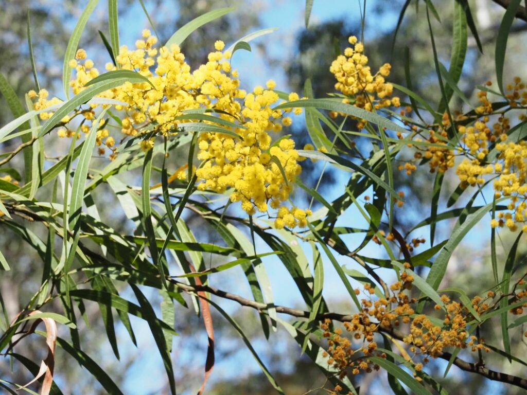 Zig-zag Wattle from Nerang Forest Reserve QLD, Australia on July 16 ...