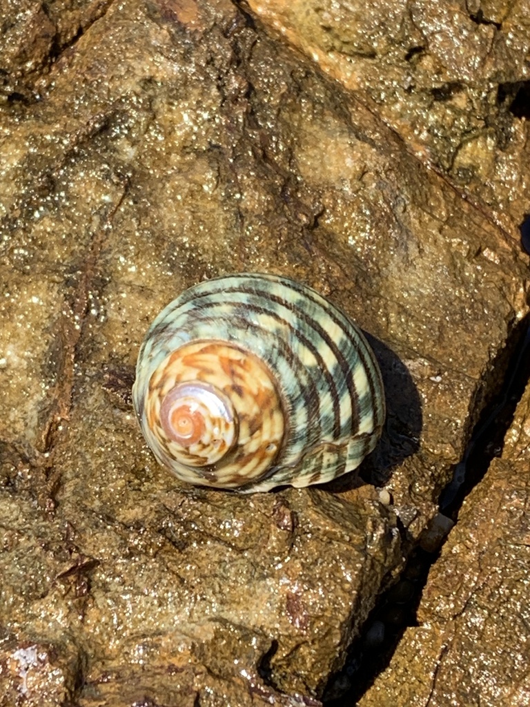 Common Warrener from Yuraygir National Park, Minnie Water, NSW, AU on ...